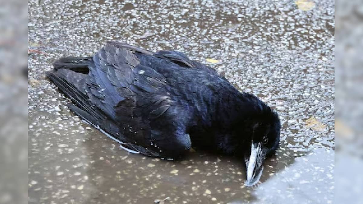 Astro Facts, crow vastu tips, crow tips: রাস্তায় হঠাৎ মরা কাক দেখতে ...