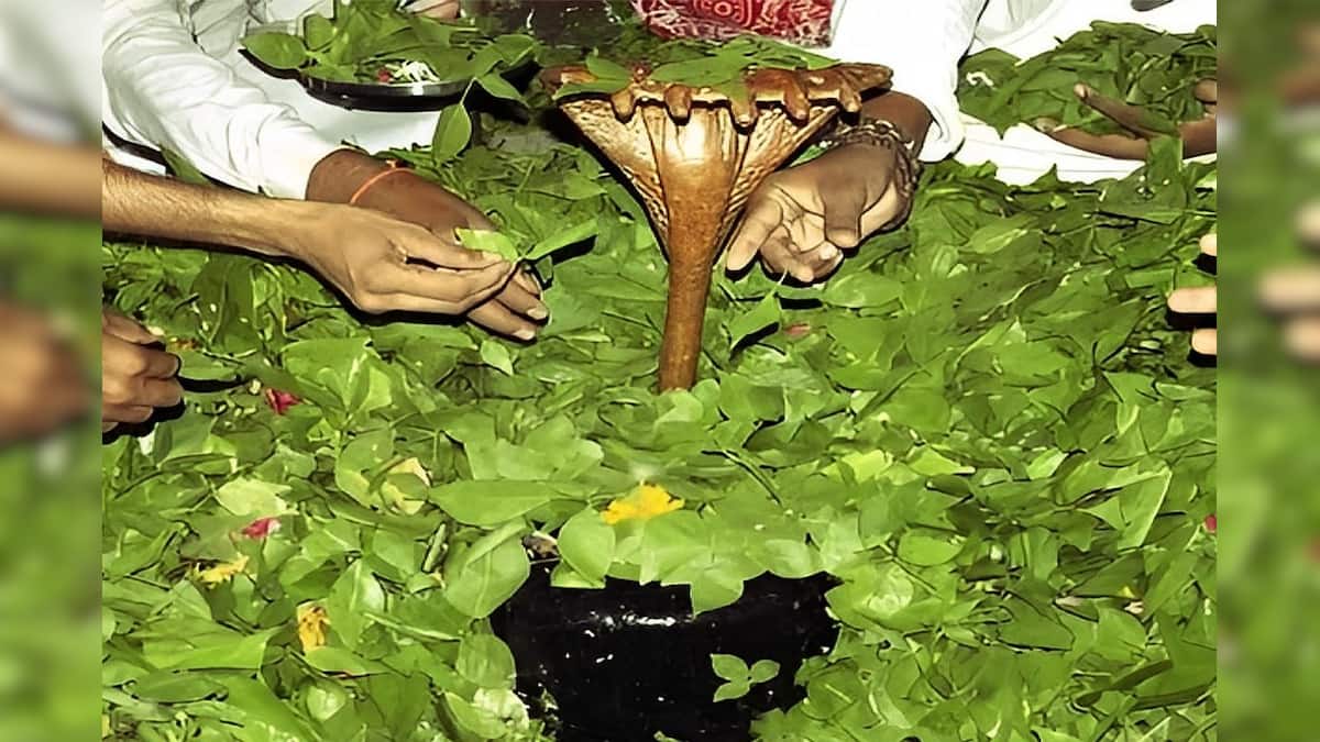 Bel Pata: রোজ ঠাকুরের পায়ে অর্পণ করেন এই পাতা, কিন্তু জানেন কি চকচকে ...