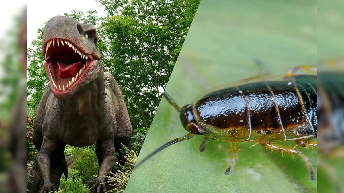 Knowledge ডাইনোসরের থেকেও পুরনো ও শক্তিশালী এই প্রাণী, একদম চেনা, ঘুরে ...