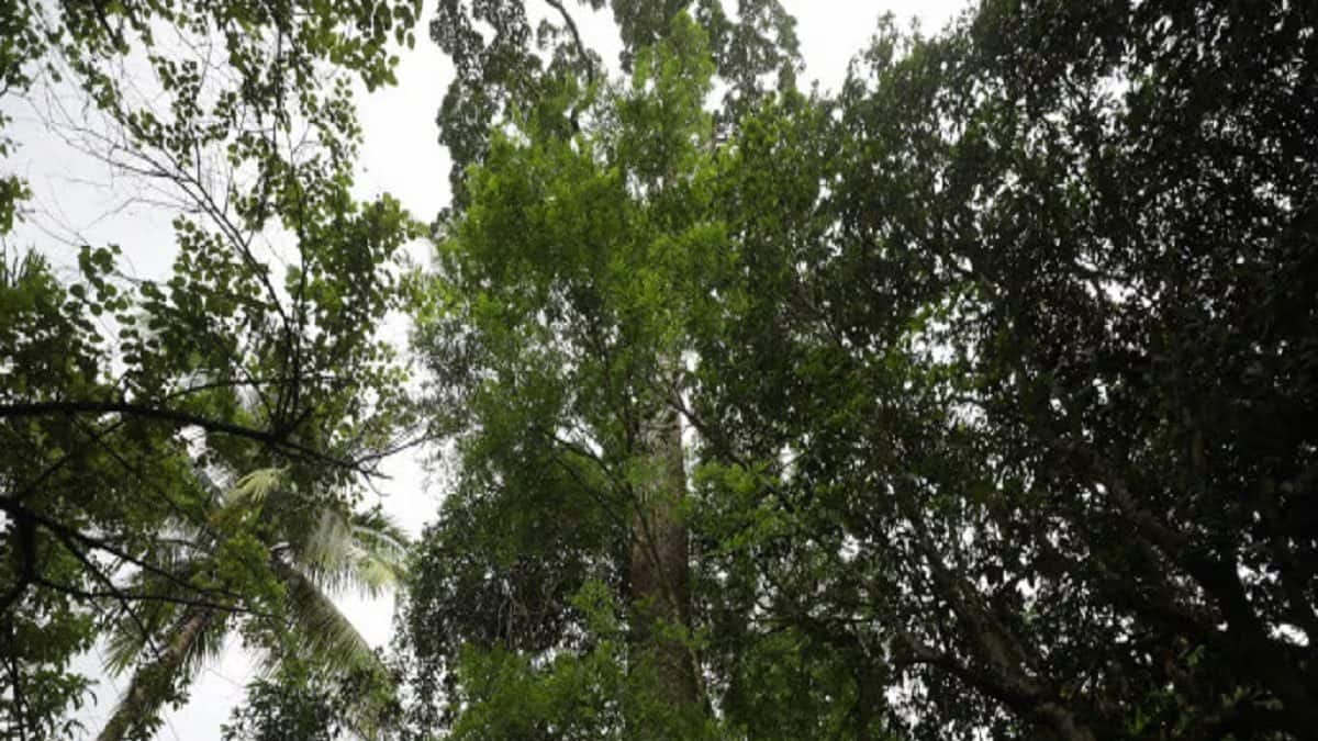 Malda Newsরাস্তা সম্প্রসারণে বাধা নয়, গাছের ট্রান্সলোকেশন বা ...