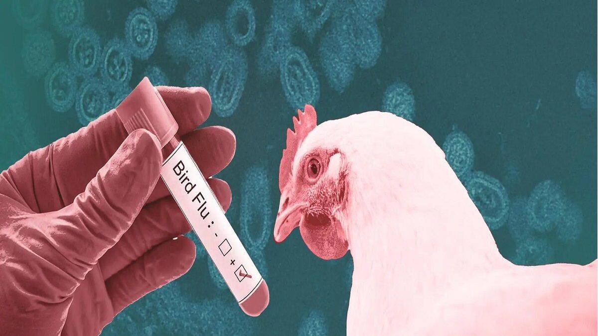 Bird Flu Scare: বার্ড ফ্লুর দাপটে হুড়োহুড়ি কমছে চিকেনের দাম! সুযোগ ...