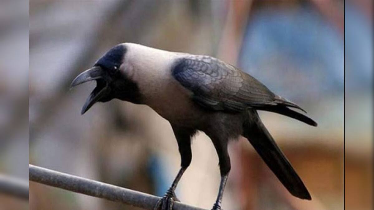 Crow Sign Astro Tips: বড়লোক হবেন না পথের ভিখারি? বাড়িতে কাক আসা কিসের ...