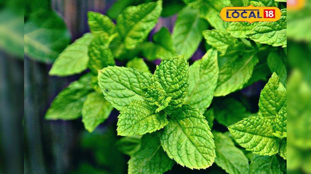 Pudina Leaves Benefits: স্নানের জলে দু'টো এই পাতা ফেলে দিন! ত্বক থেকে ...