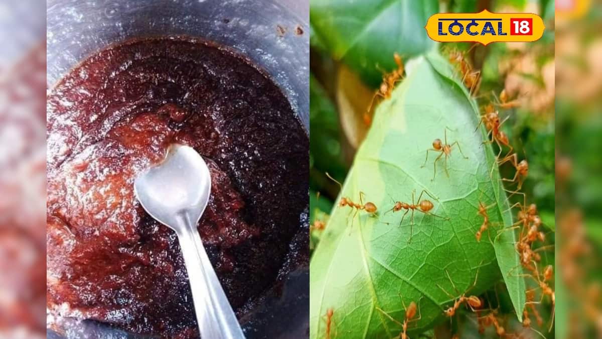 Ant Egg Pickle: কাঁচালঙ্কা, রসুন পেঁয়াজের মিশেলে তৈরি হয় জঙ্গলমহলের ...