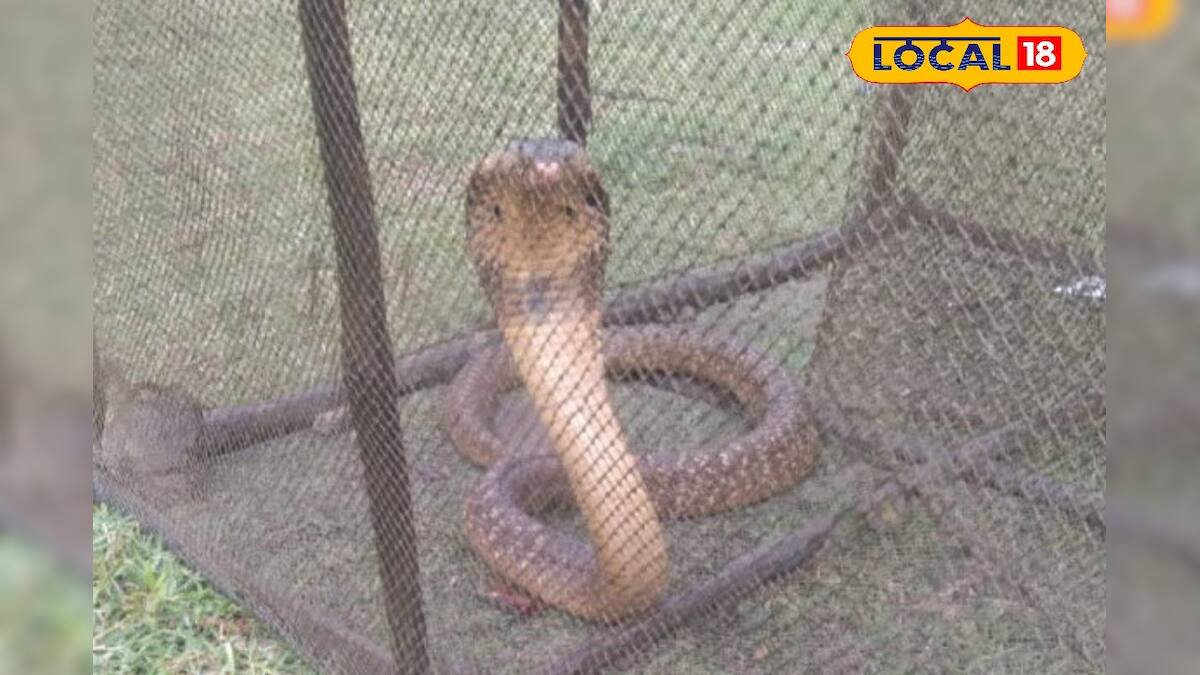 গ্রীষ্মকালে সুন্দরবনে বাড়ছে বিষধর সাপের উপদ্রব | Poisonous Snake ...