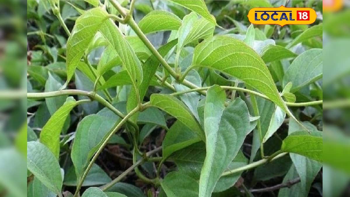 Health Tips: অযত্নে বেড়ে ওঠা এই পাতা ডায়াবেটিসের যম, গরমে শরীরে লু ...