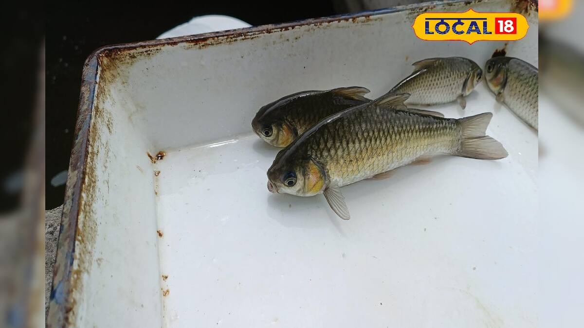 Sarputi Fish: মাছের ডিম হোক পিস, পাতে থাকলেই জমে যায়! ফ্যাট কম ...