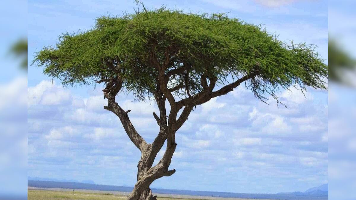 Medicinal Tree: ছাল-পাতা-বীজ, এই গাছ আগাগোড়াই 'মহৌষধ', মুখের ঘা ...