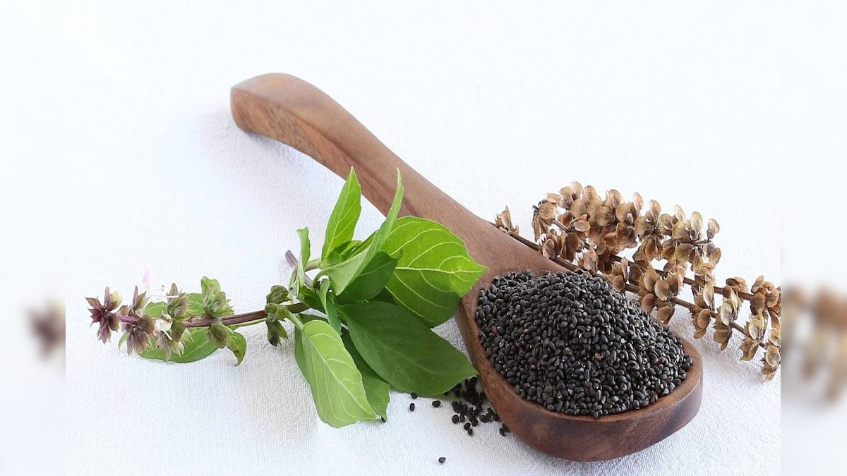 Tulsi Seed: ত্বক ও শরীরের নানা উপকারে আসতে পারে তুলসীর বীজ, দেখুন এর ...