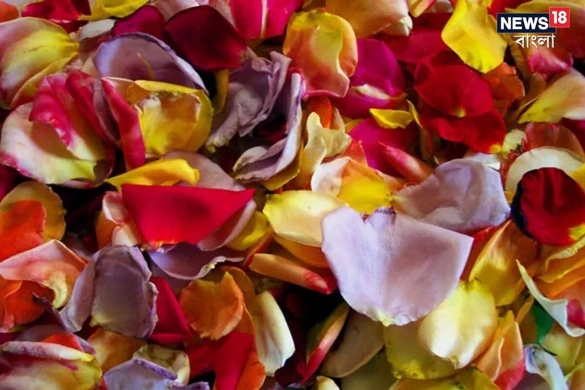 health tips of rose petals and leaves benefits to keep youthfulness ...