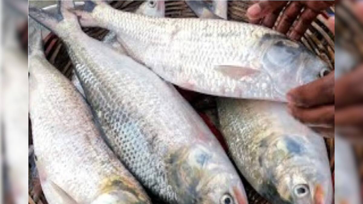 Hilsha Fish: জামাইয়ের পাতে কোল্ড স্টোরেজের বাসি ইলিশ নাকি, তাজা ইলিশ ...