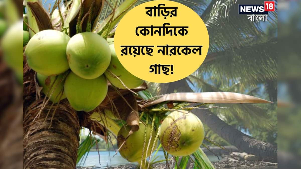 Coconut Tree Vastu: ভুলেও যেখানে-সেখানে নয়...! বাড়ির ঠিক 'এই ...
