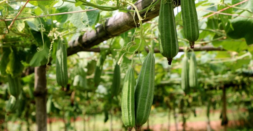 What is the English name of Jhinge Vegetable: ঝিঙের ইংরেজি কী? বলুন তো ...