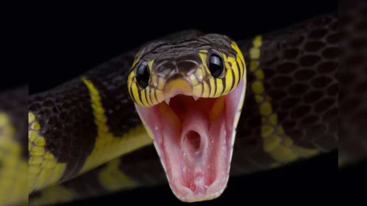 Snake:- কার্বলিক অ্যাসিড লাগবে না..! এই ৮ 'গন্ধেই' ভয়ে পালায় সাপ ...