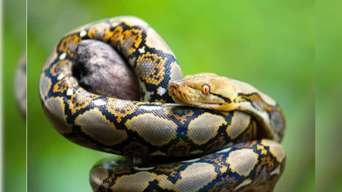 Longest Snake: সাক্ষাৎ মৃত্যু, চোখ যেন আগুনের ভাটা...লম্বায় ৮মিটার ...