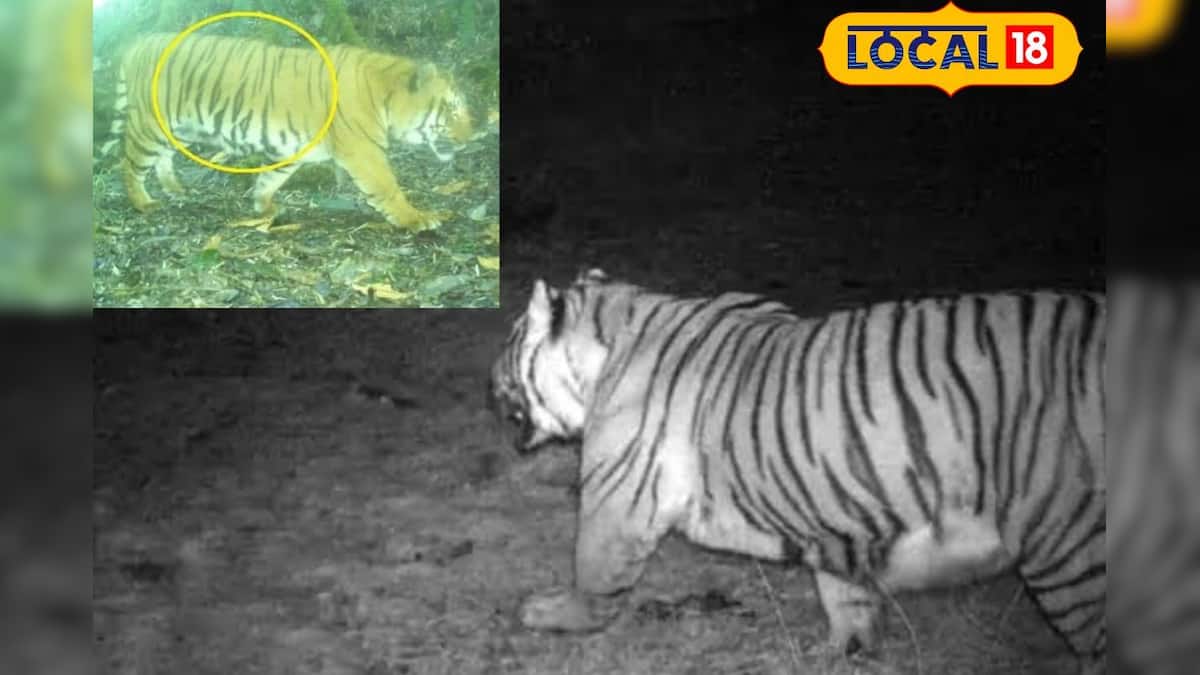 Royal Bengal Tiger: ওরাও পাহাড়ে! ১৪ হাজার ফুট উচ্চতায় দেখা মিলল হলুদ ...