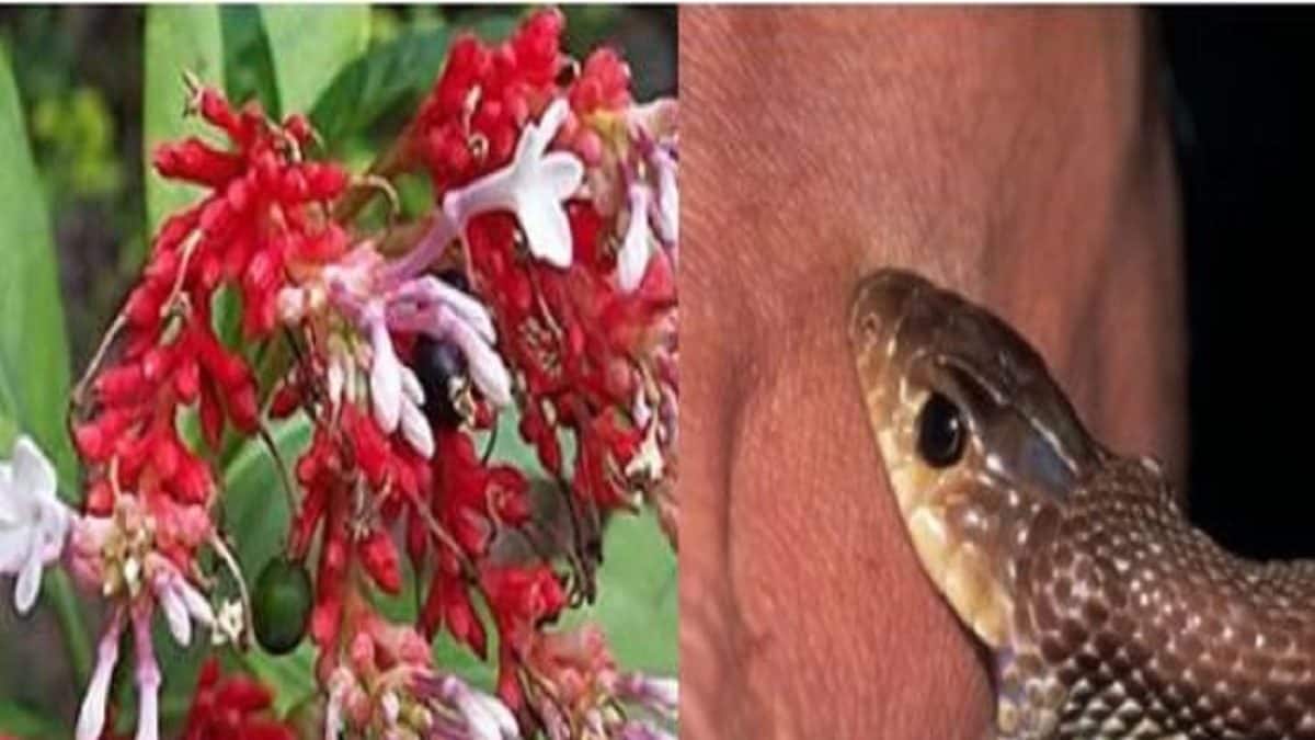 Medicinal Plants: বর্ষায় বাড়ছে সাপের উপদ্রব, সাপ থেকে বাঁচতে চিনে নিন ...