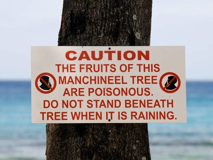 GK knowledge story Do you know most poisonous tree in the world more ...