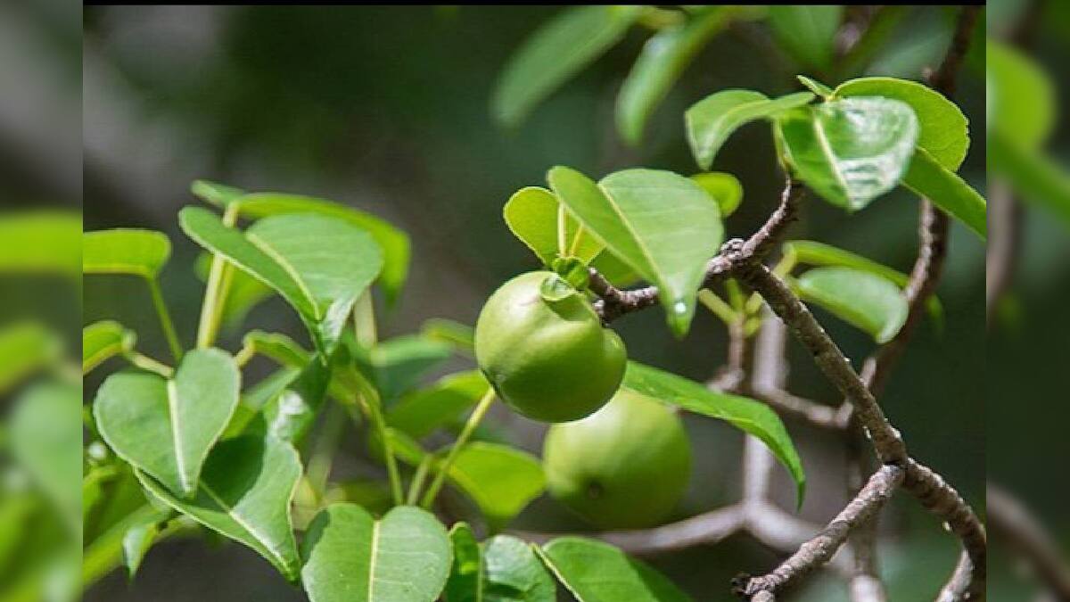 Know worlds most venomous tree more toxic than many snakes এক কামড়েই ...