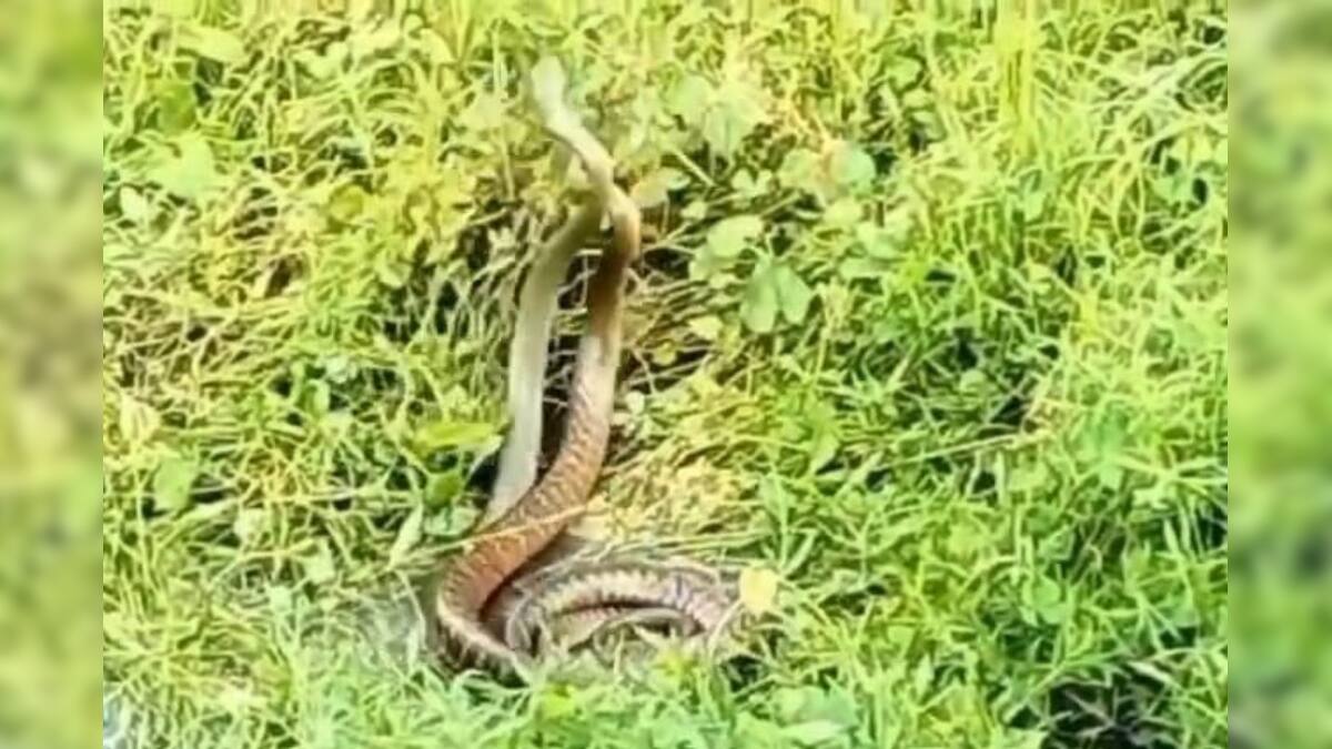 Snake Viral Video: দুই সাপের শঙ্খ লাগা-র অর্থ কী জানেন? বিরল মিলন দৃশ্য ...