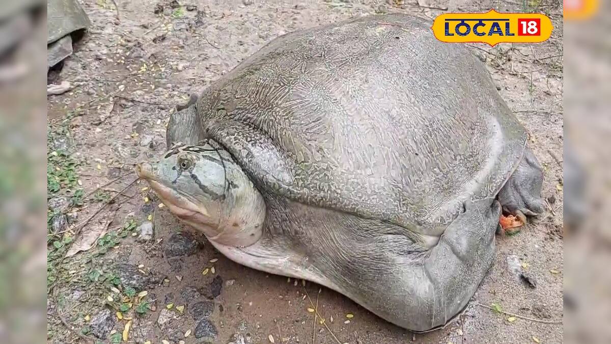 This is a surprise! Rescue five rare species of giant turtles before ...