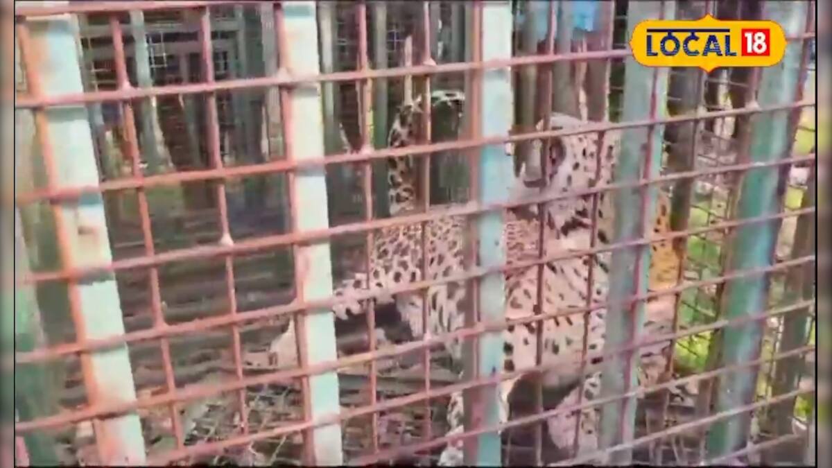 ডুয়ার্সে বন দফতরের খাঁচায় ধরা পড়ল পূর্ণবয়স্ক চিতাবাঘ | Leopard ...