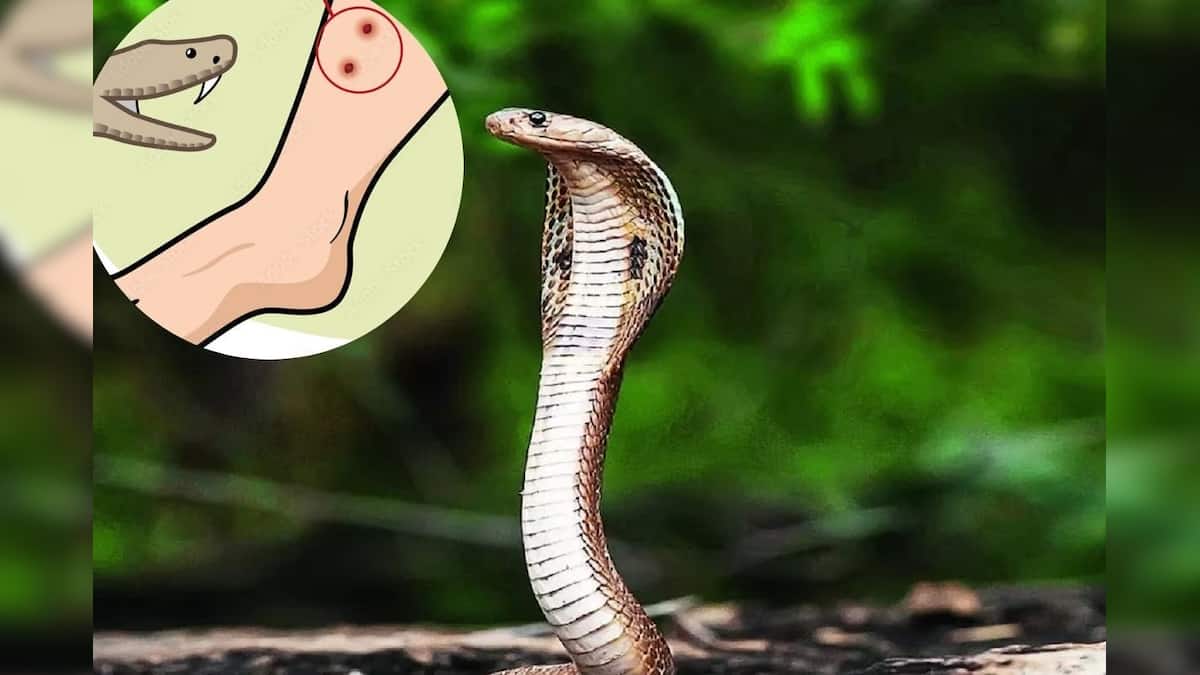 Snake Facts: এই সাপ কামড়ালে নিশ্চিত মৃত্যু...! কিং কোবরা কিনা বুঝবেন ...