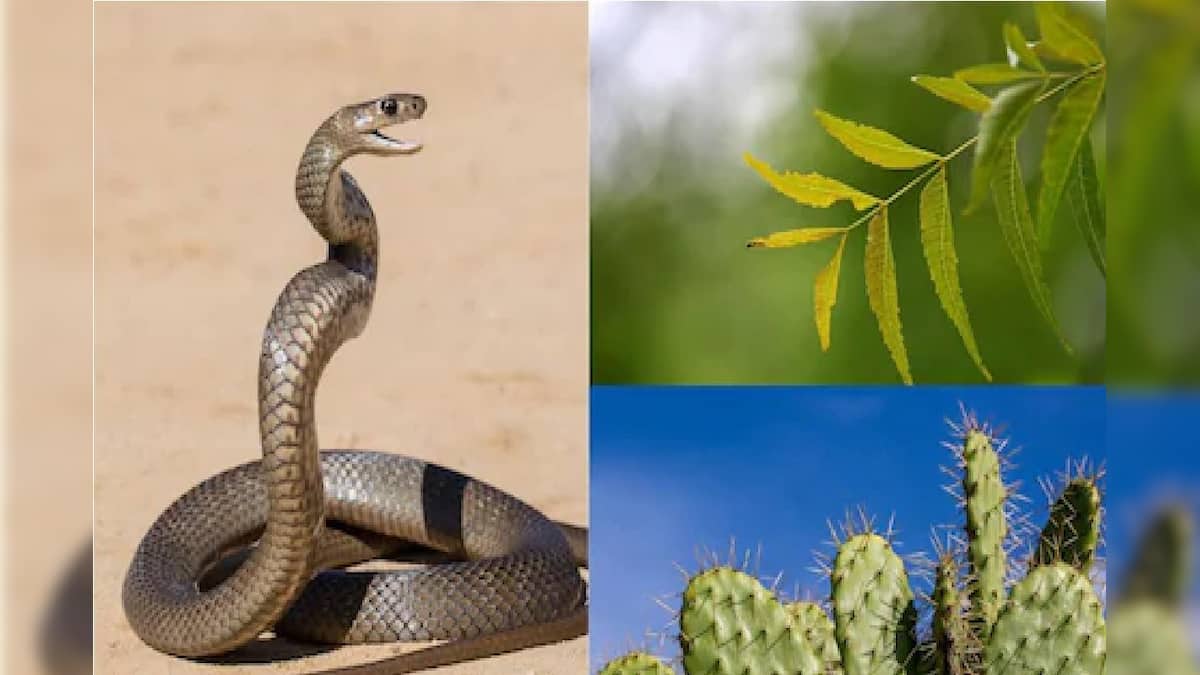 How to Remove Snake: সাপের আতঙ্কে প্রাণ উড়ে যায়, বর্ষায় সাপ বাড়ির ...