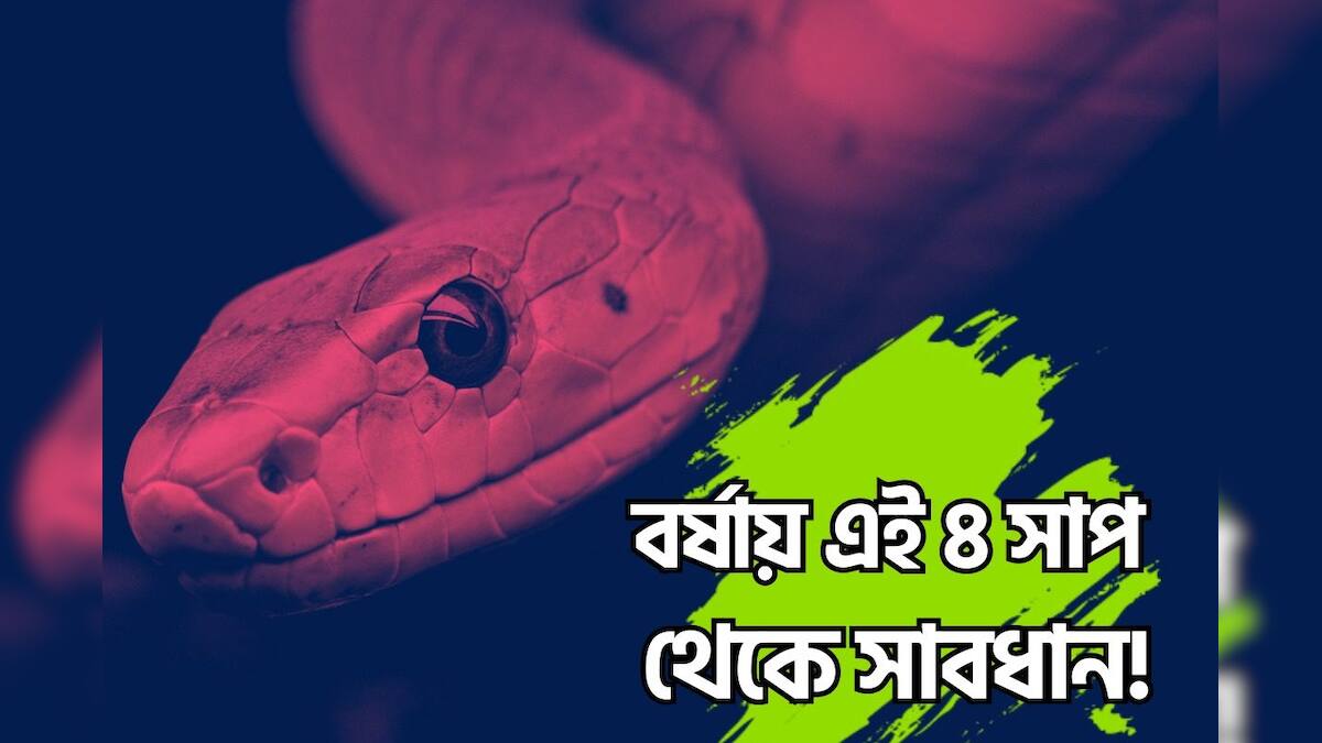 Knowledge Story Know About 4 Most Poisonous Dangerous Snake During ...