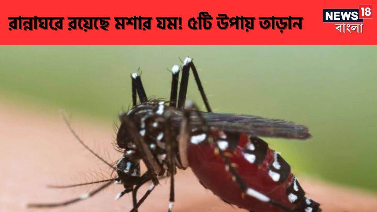 মশা তাড়ানোর জন্য বাজারে পাওয়া রাসায়নিক পণ্যগুলি বেশিরভাগ বাড়িতে ...