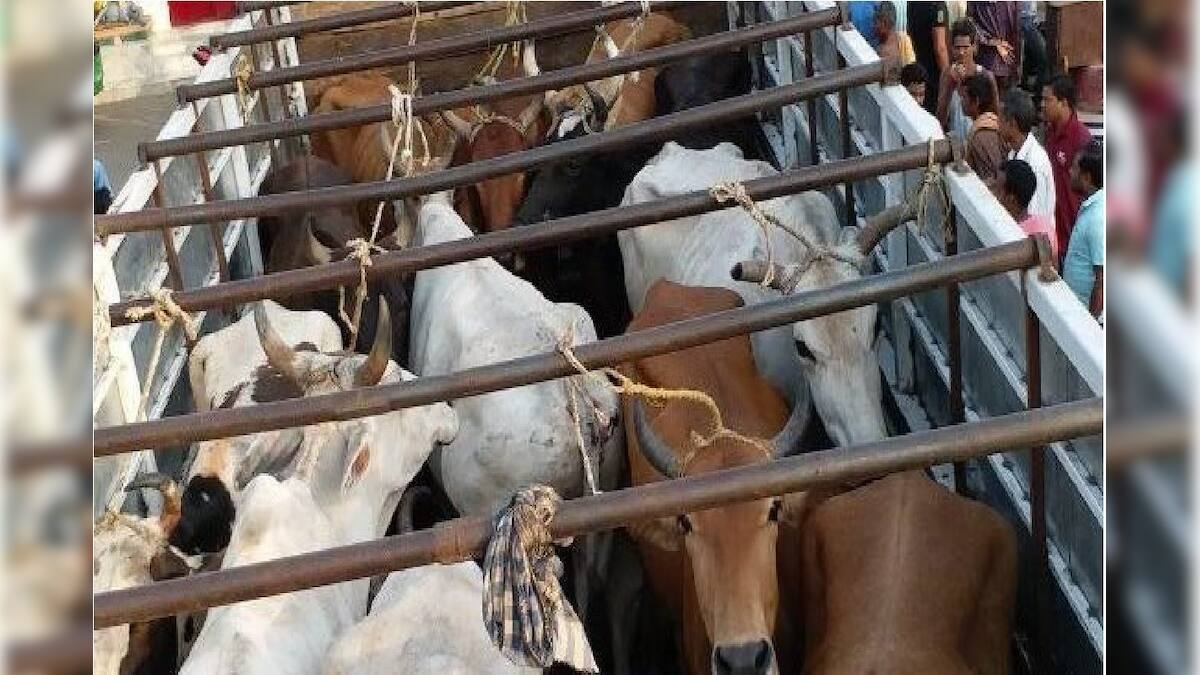 Cow: পরপর গাড়িতে ঠাসা গরু! পুলিশ আটক করল ২৫ জনকে | Cow: 25 people ...
