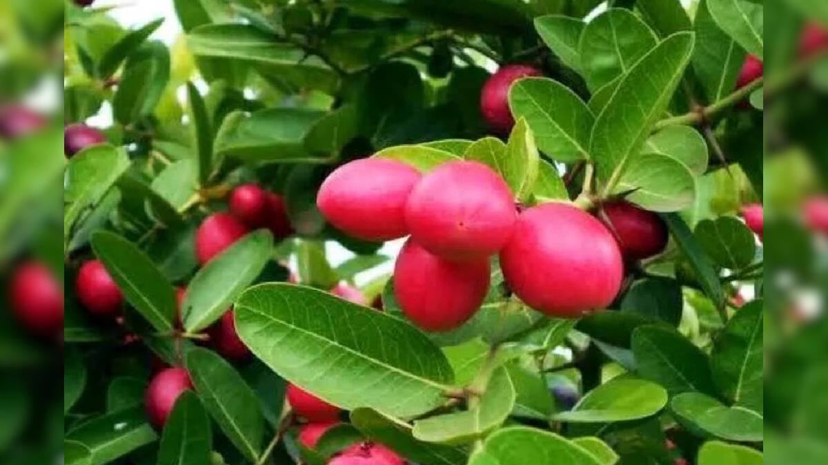 Health benefits of karamcha it has vitamins and minerals – News18 বাংলা