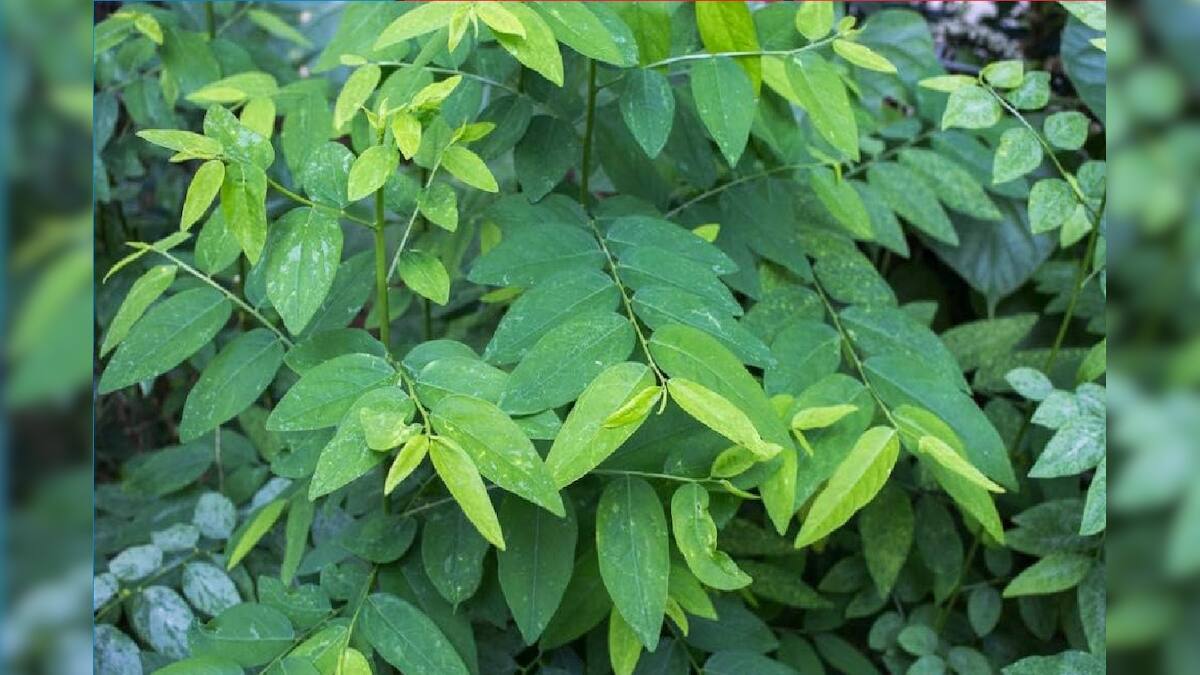 know about Multivitamin Thavasi Keerai Sauropus androgynus Plant ...