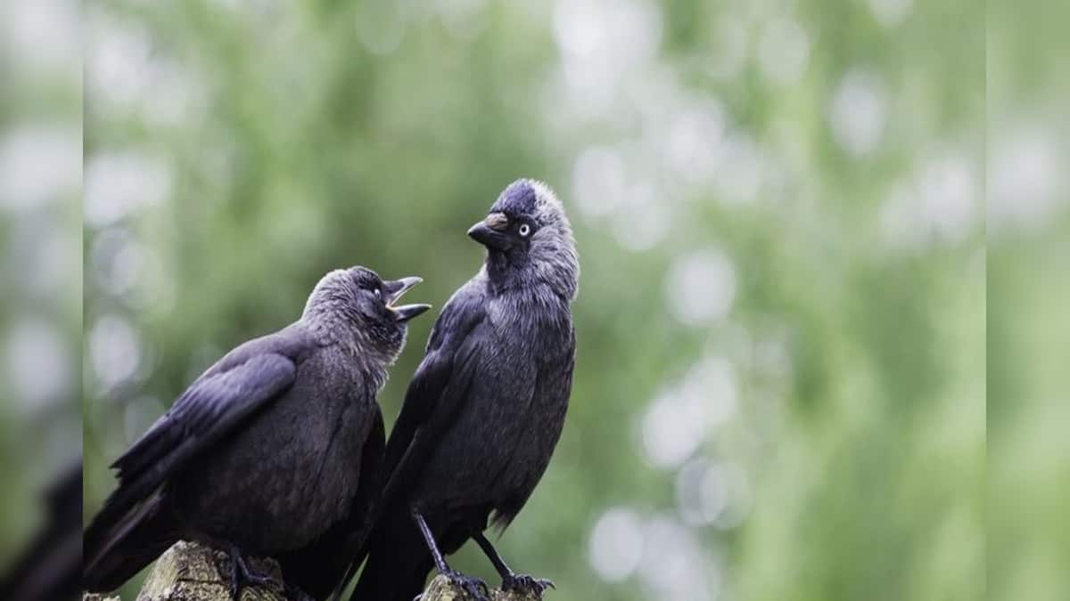 Crow Related Omen: বারান্দায়-জানলায় রোজ কাকের দল ডাকাডাকি করছে? কি ...