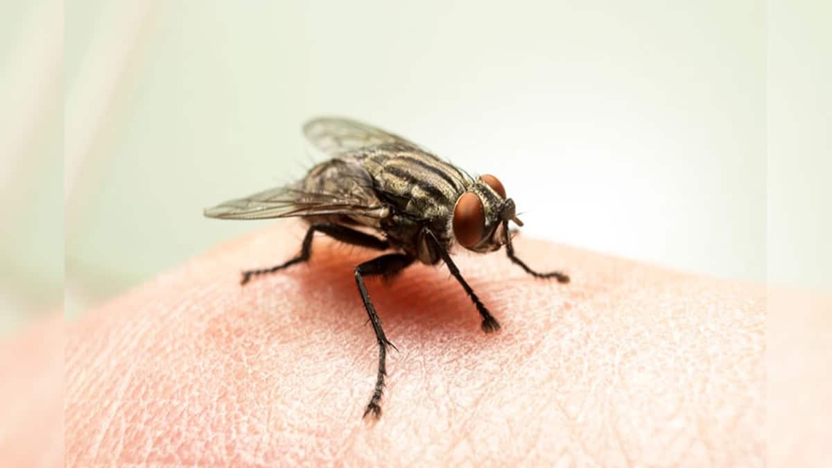 Flies Problem: বাড়িতে মাছির উপদ্রব? রইল সহজ-অব্যর্থ উপায়, কোনও ...