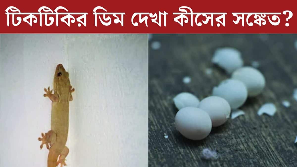 Vastu Tips: বাড়িতে টিকটিকির ডিম দেখা কীসের সঙ্কেত? ফেলে দেওয়া উচিত ...