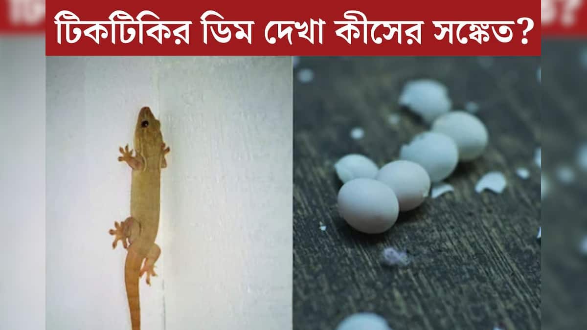 Vastu Tips: বাড়িতে টিকটিকির ডিম দেখা কীসের সঙ্কেত? ফেলে দেওয়া উচিত ...