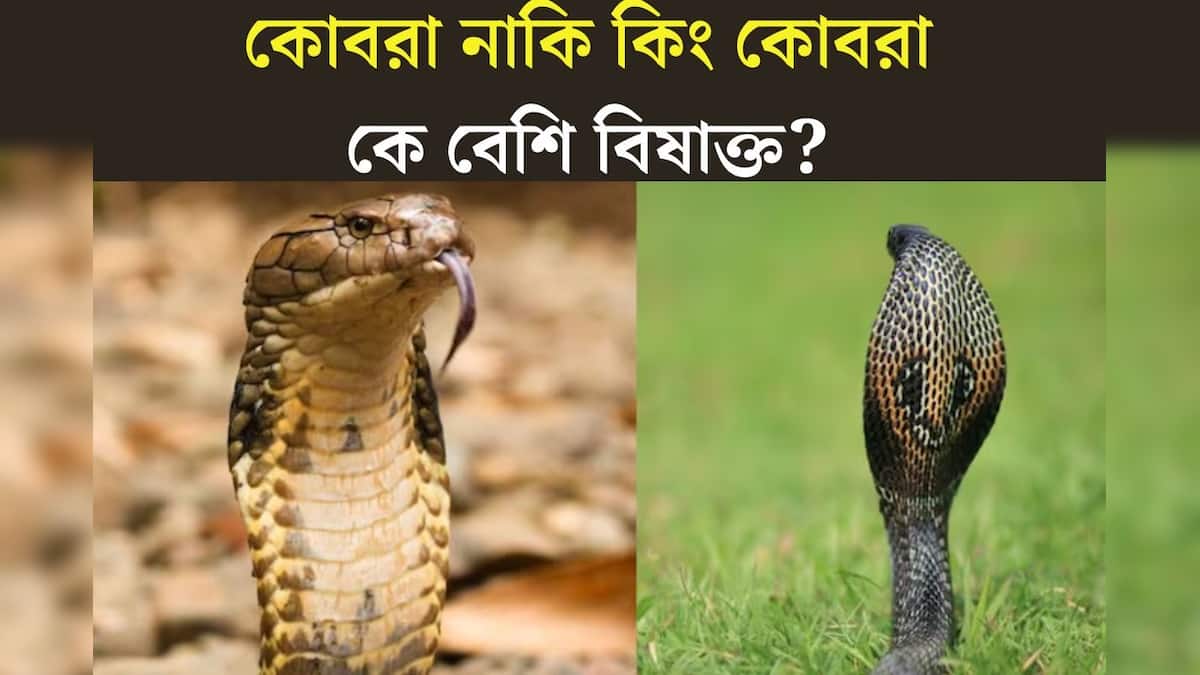 Indian Cobra vs King Cobra: কোবরা এবং কিং কোবরার মধ‍্যে পার্থক‍্য জানেন ...
