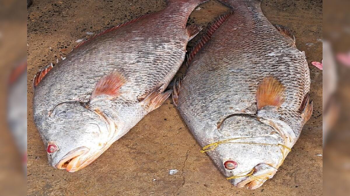 Rare Big Fish | লক্ষ লক্ষ টাকা দাম! দৈত্যাকৃতি এই মাছ উঠল জালে, কত কেজি ...