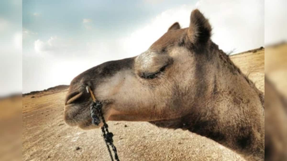 Know why people put live snake in camels mouth সাপের বিষে প্রাণ যায় ...