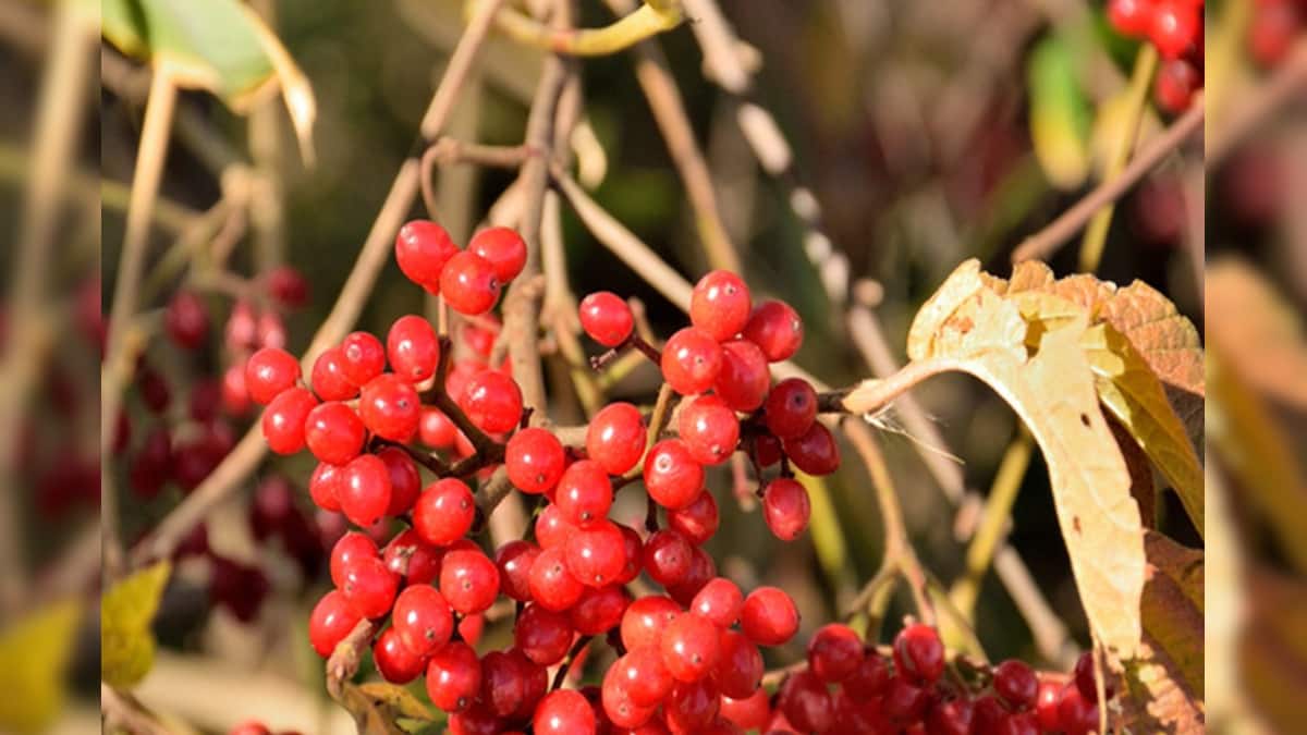 Medicinal Plant: ইউরিক অ্যাসিড থেকে বাত, হাঁপানি, ফিশচুলা সারায় এই ...