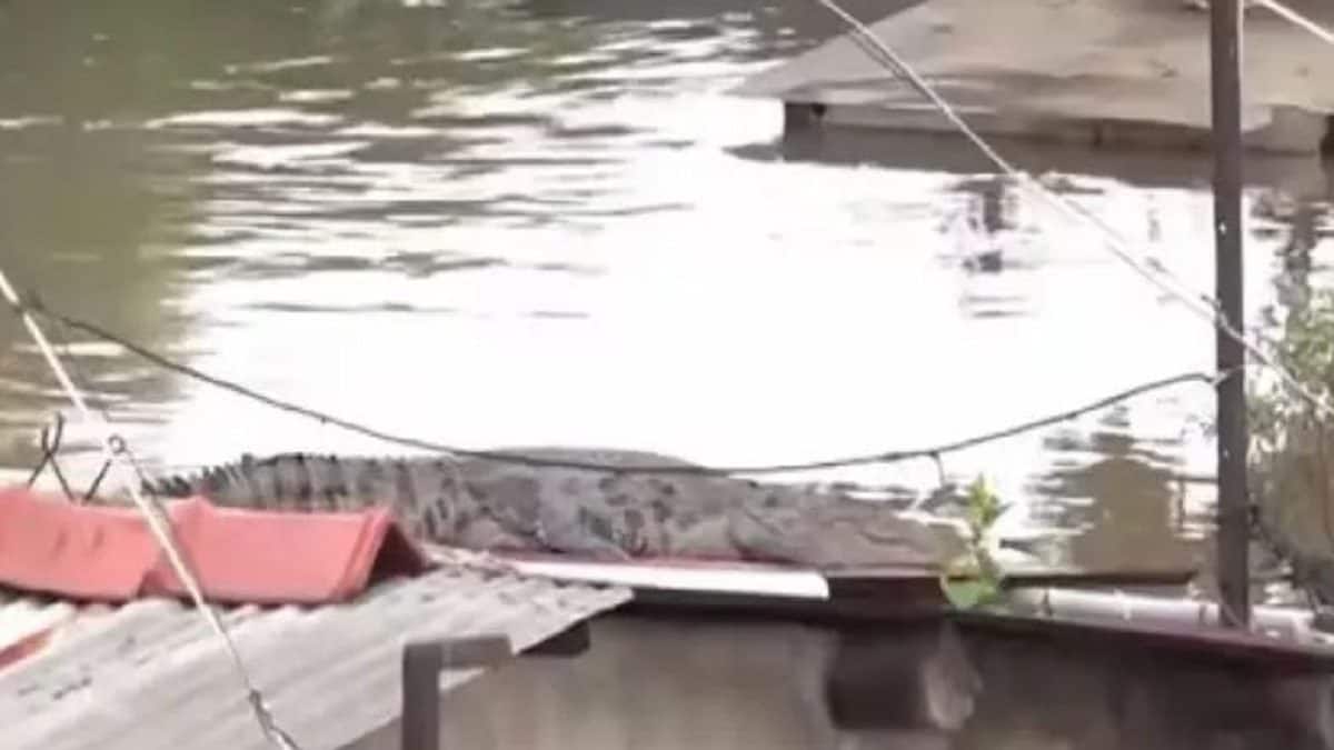 Viral Video মরা জন্তু মুখে ছাদে বসে কুমির! লোকালয়ে প্রবল আতঙ্ক, দেখুন ...