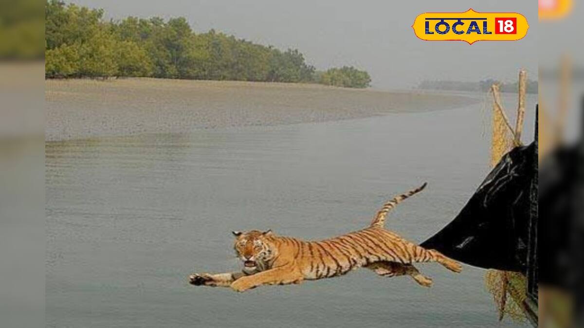 Tiger-Human Conflict: বিকল্প জীবিকার অভাবে সুন্দরবনে বাঘে মানুষে সংঘাত ...