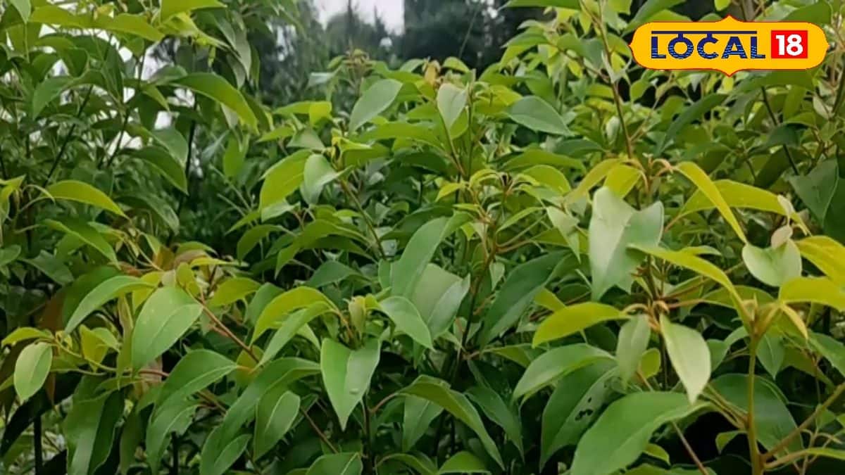 Camphor Plant: অনাদরে বেড়ে ওঠা এই গাছ-ই ওষুধের ভান্ডার! কমবে সর্দি ...