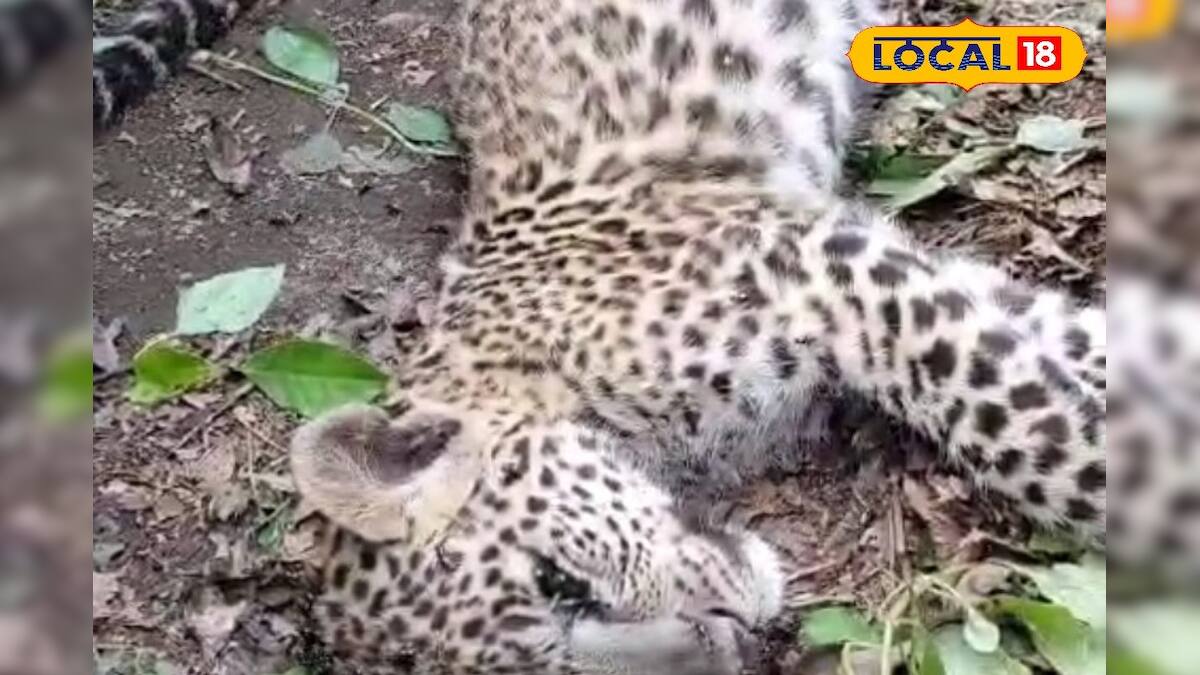 North Bengal Leopard: চা বাগানে মিলল ফুটফুটে লেপার্ড শাবকের দেহ! কী ...