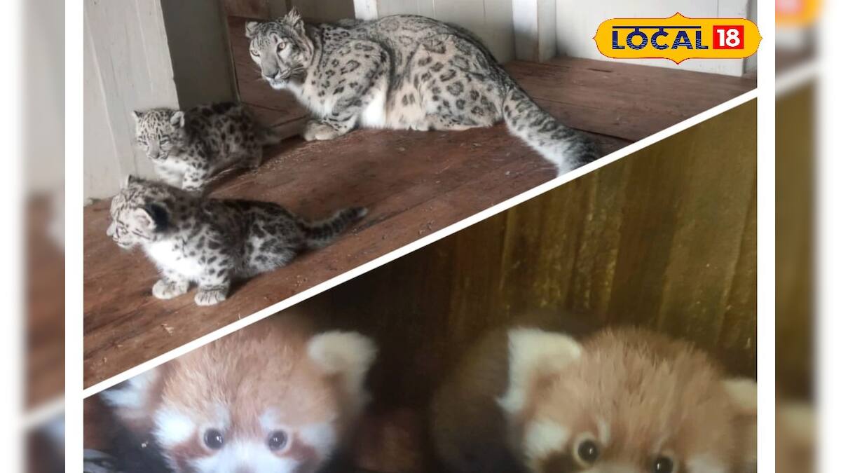 Darjelling Zoo: দার্জিলিং চিড়িয়াখানায় নতুন কিউট গেস্ট! নীল চোখের স্নো লেপার্ড, আর রেড পান্ডার ...