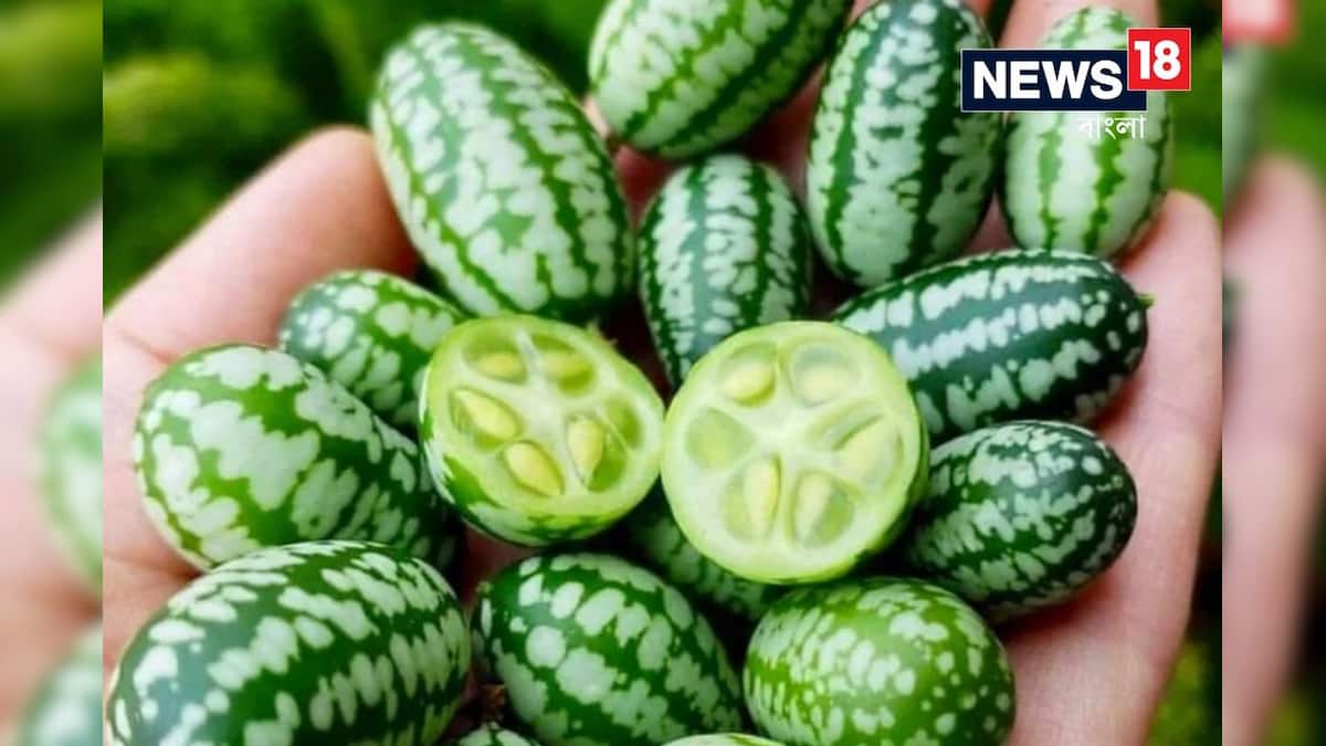 This unique vegetable is nectar for the body at low cost: kachri সমস্ত ...