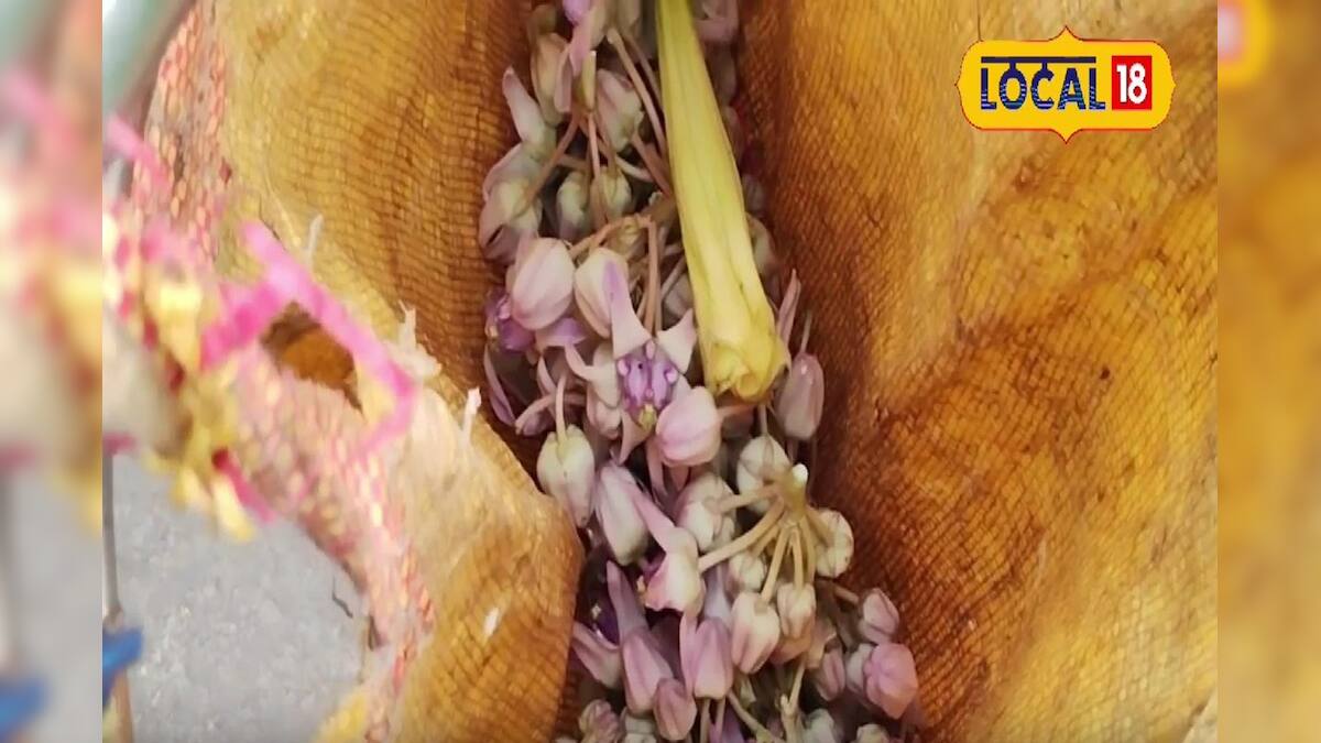 Akanda Crown Flower Collection: আকন্দ ফুল সংগ্রহ করে জীবিকা নির্বাহ ...