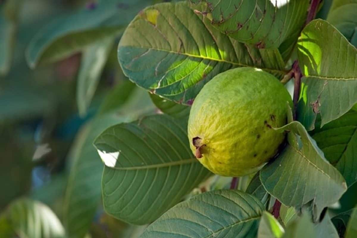 benefits of guava leaves শুধু পেয়ারা নয়, পেয়ারা পাতাতেও লুকিয়ে ...