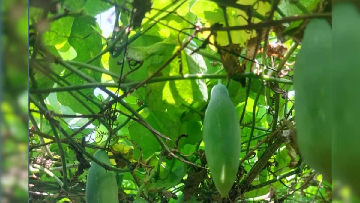 Healthy Recipe আয়রনের খনি, মেদ ঝড়বে হু হু করে, কোন ফল জানেন, যা ...